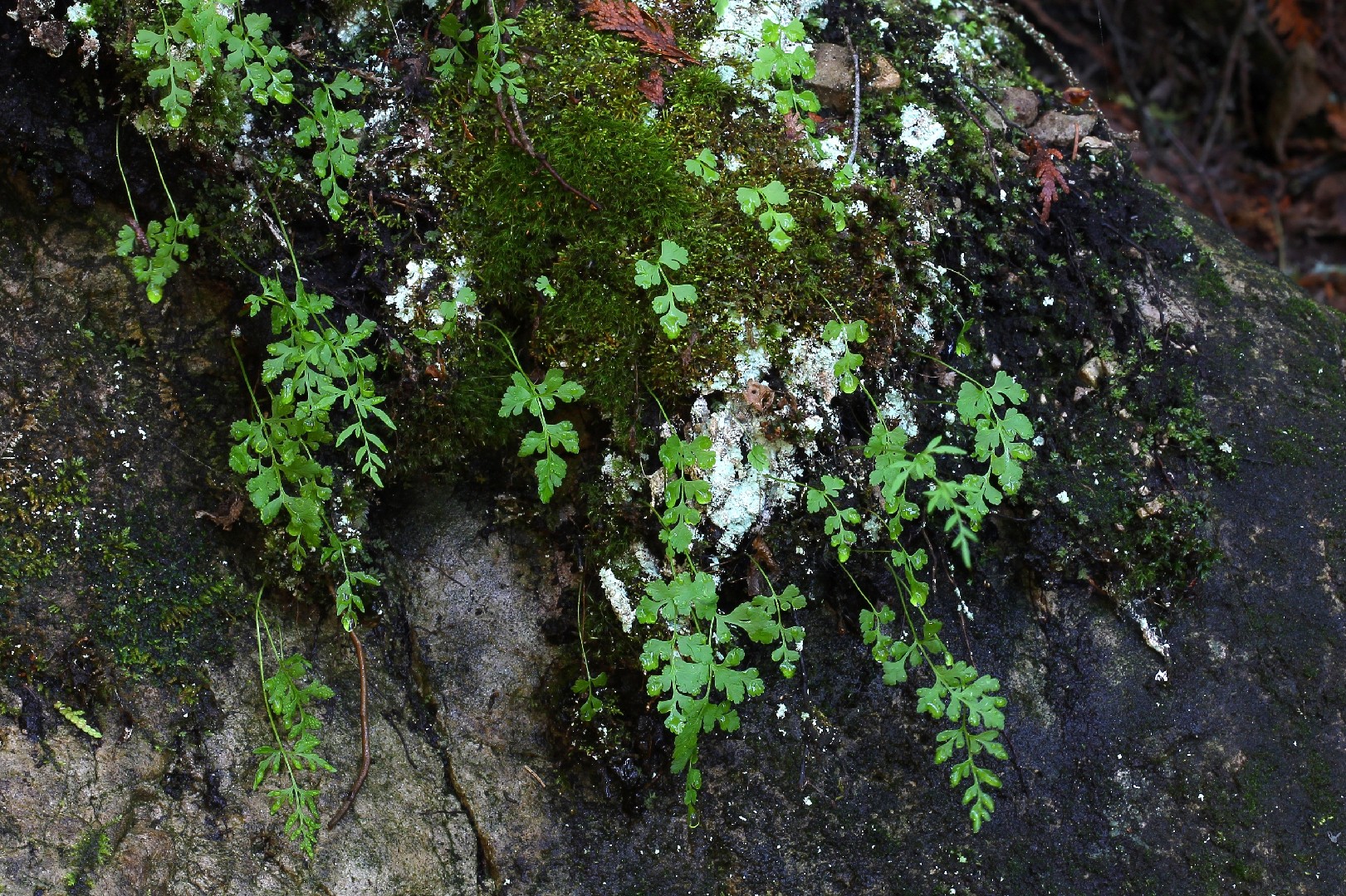 Cryptogramma stelleri - PictureThis