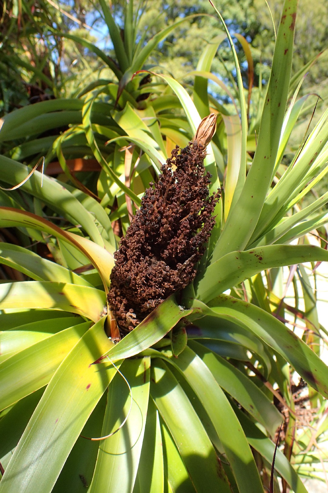 Mountain neinei (Dracophyllum traversii) Flower, Leaf, Care, Uses ...