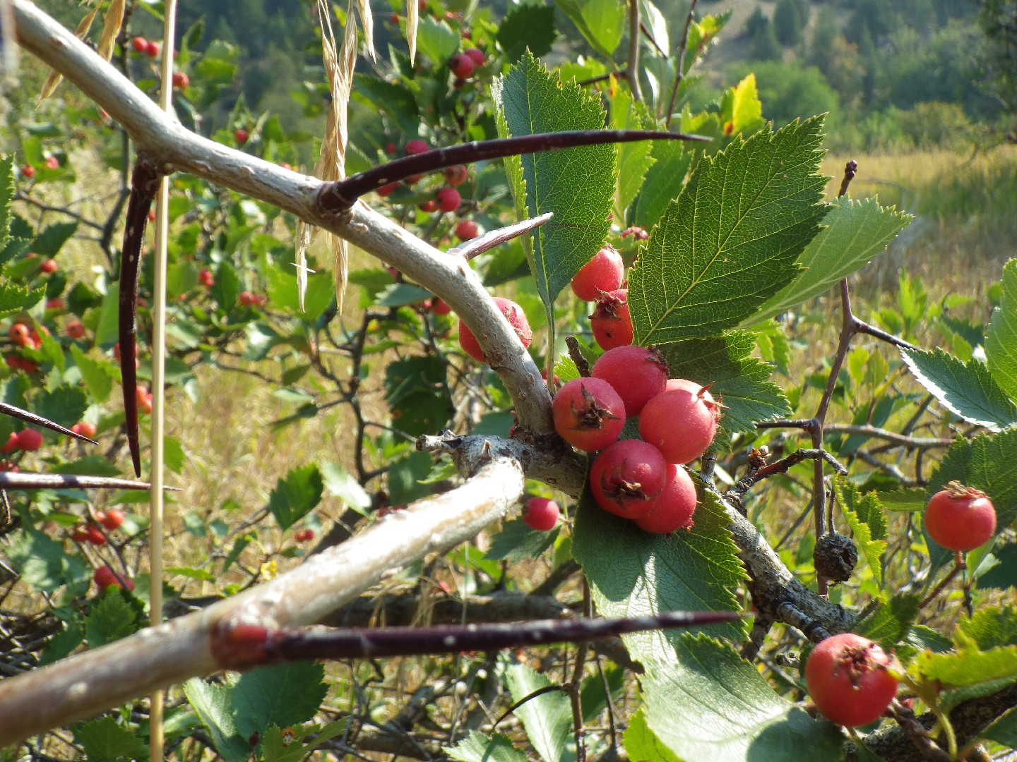 Fireberry hawthorn (Crataegus chrysocarpa) Flower, Leaf, Care, Uses ...