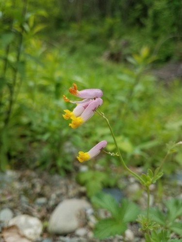 Arlequín corydalis (Capnoides sempervirens) - PictureThis
