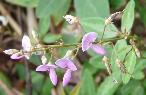 アレチヌスビトハギ（荒地盗人萩） (Desmodium paniculatum) 花言葉，毒性，よくある質問 - PictureThis