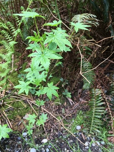 How to Plant and Grow Stink currant(Ribes bracteosum)