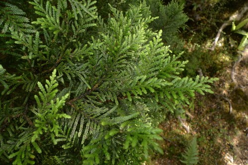 Libocedrus bidwillii - PictureThis