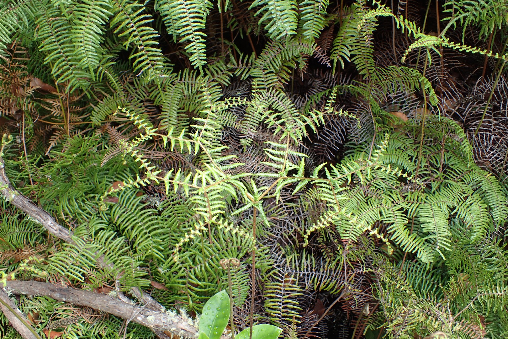 Gleichenia microphylla - PictureThis