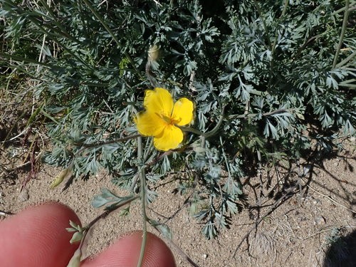 Red rock poppy (Eschscholzia minutiflora) Flower, Leaf, Care, Uses ...