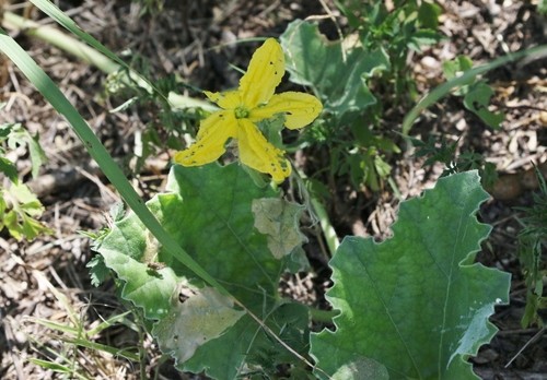 Calabaza hedionda (Apodanthera undulata) - PictureThis