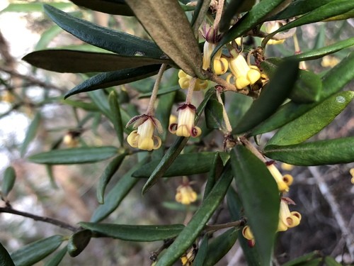 Pittosporum bicolor - PictureThis