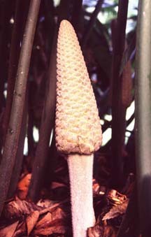 Stangeria eriopus - PictureThis