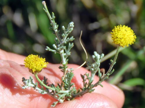 African sheepbush (Pentzia incana) Flower, Leaf, Care, Uses - PictureThis