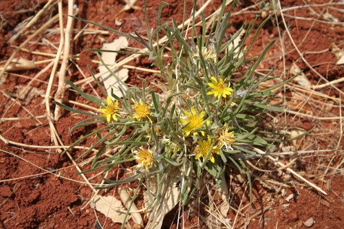 Geigeria ornativa - PictureThis