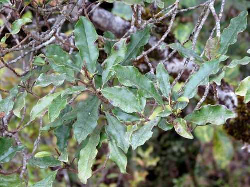 Quintinia acutifolia - PictureThis
