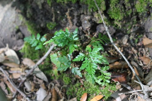 How to Plant and Grow Black Spleenwort(Asplenium adiantum-nigrum)