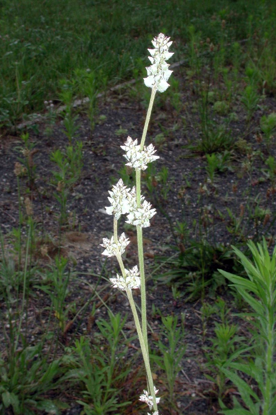 Froelichia gracilis - PictureThis