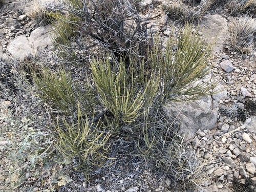 Ephedra aspera - PictureThis