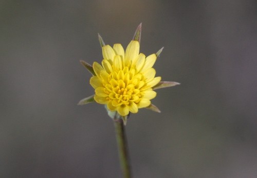 Microseris lindleyi - PictureThis