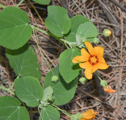 Sida fallax - PictureThis