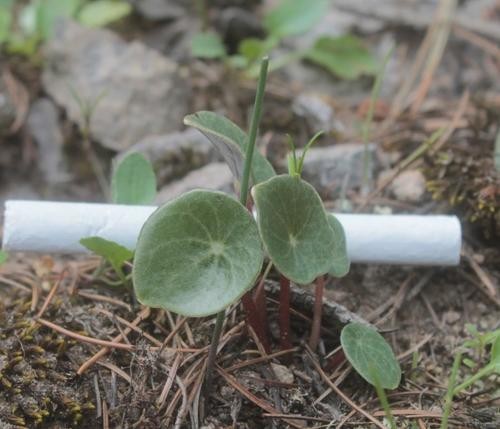 Radiator plants (Peperomia) Flower, Leaf, Care, Uses - PictureThis