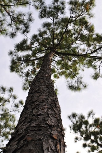 Pino ellioti (Pinus elliottii) - PictureThis