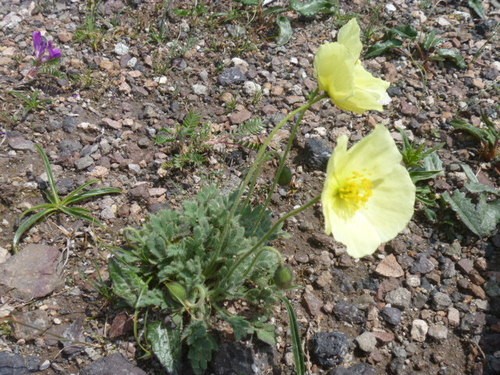 Papaver radicatum - PictureThis