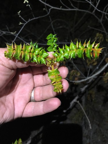 Comocladia dodonaea - PictureThis