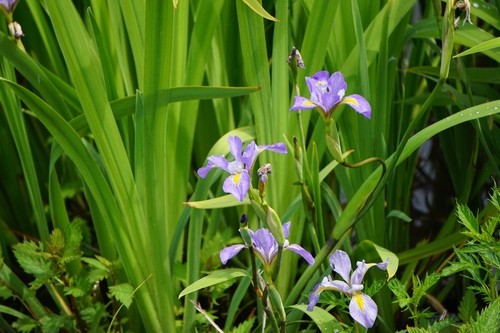 아이리스 버지니카 (Iris virginica) - PictureThis