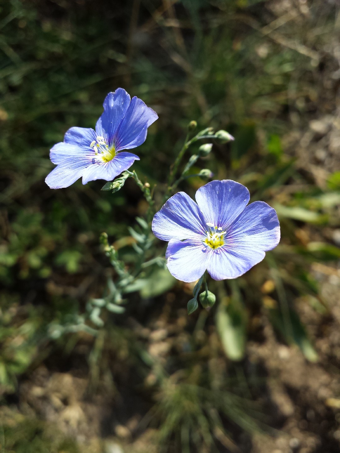Österreichischer lein (Linum austriacum) - PictureThis