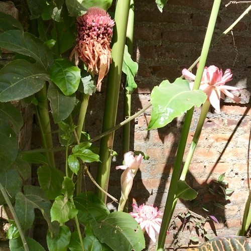 Torch Ginger (Etlingera elatior) Flower, Leaf, Care, Uses - PictureThis