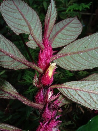 Columnea purpurata - PictureThis