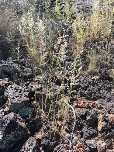 Cotea (Cottea pappophoroides) - PictureThis