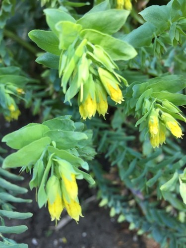 Cerinthe minor - PictureThis
