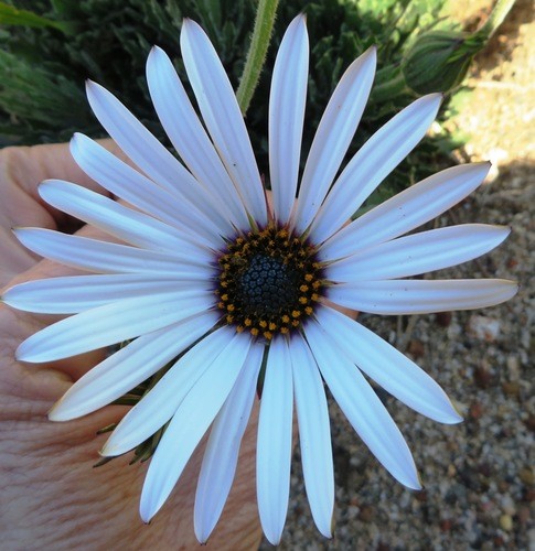 Dimorphotheca nudicaulis - PictureThis