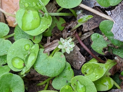 Carolina ponyfoot (Dichondra carolinensis) Flower, Leaf, Care, Uses ...
