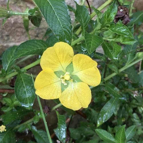 Ludwigia peruviana - PictureThis