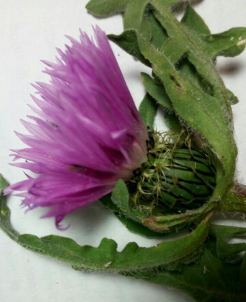 Centaurea pullata - PictureThis