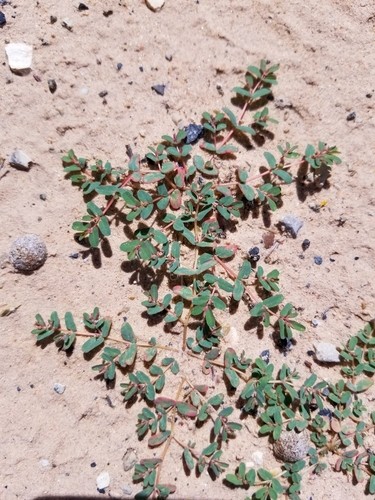 Ribseed sandmat (Euphorbia glyptosperma) Flower, Leaf, Care, Uses ...