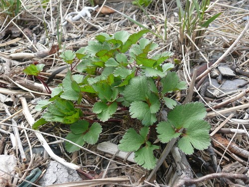 How to Plant and Grow Hulten's licorice-root(Ligusticum scoticum)