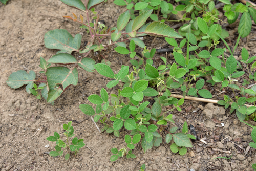 Cajanus scarabaeoides - PictureThis