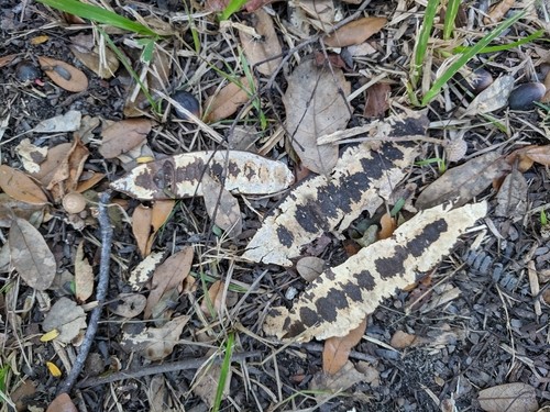 Tsalam (Lysiloma latisiliquum) - PictureThis