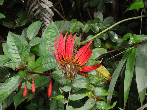 Mutisia Flower, Leaf, Care, Uses - PictureThis