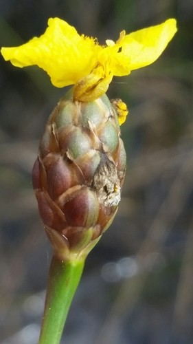 Xyris smalliana - PictureThis