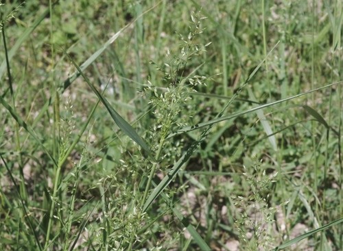 Hierba hedionda (Eragrostis cilianensis) - PictureThis