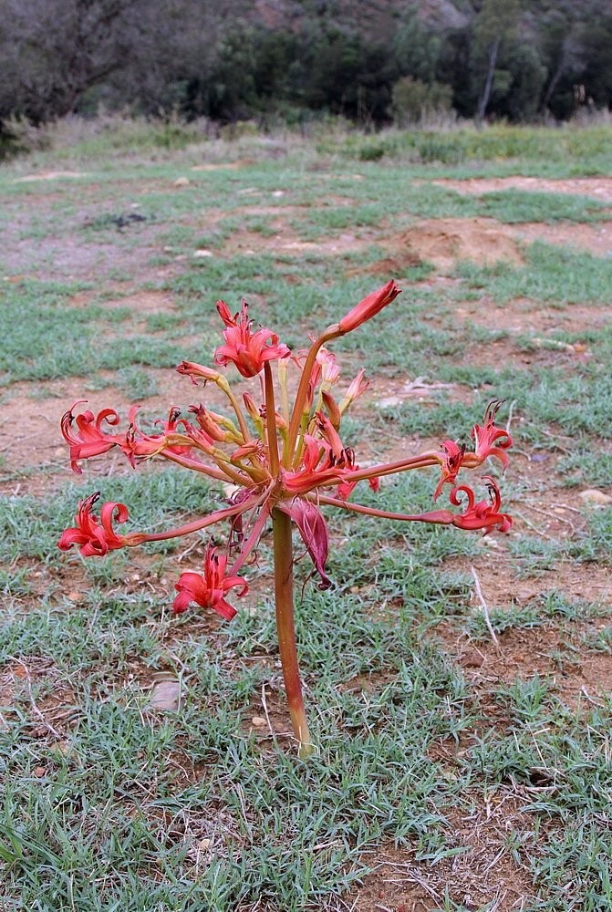 King candelabra (Brunsvigia orientalis) Flower, Leaf, Care, Uses ...