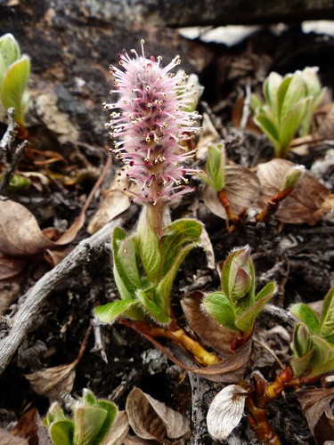 Arctic willow (Salix arctica) Flower, Leaf, Care, Uses - PictureThis