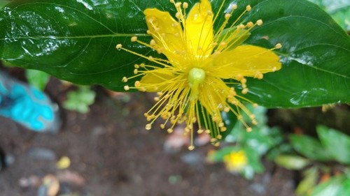 Malfurada (Hypericum grandifolium) - PictureThis