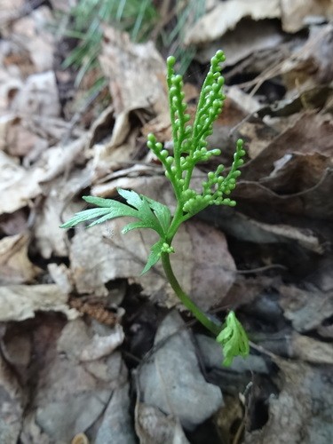 Botrychium lanceolatum - PictureThis