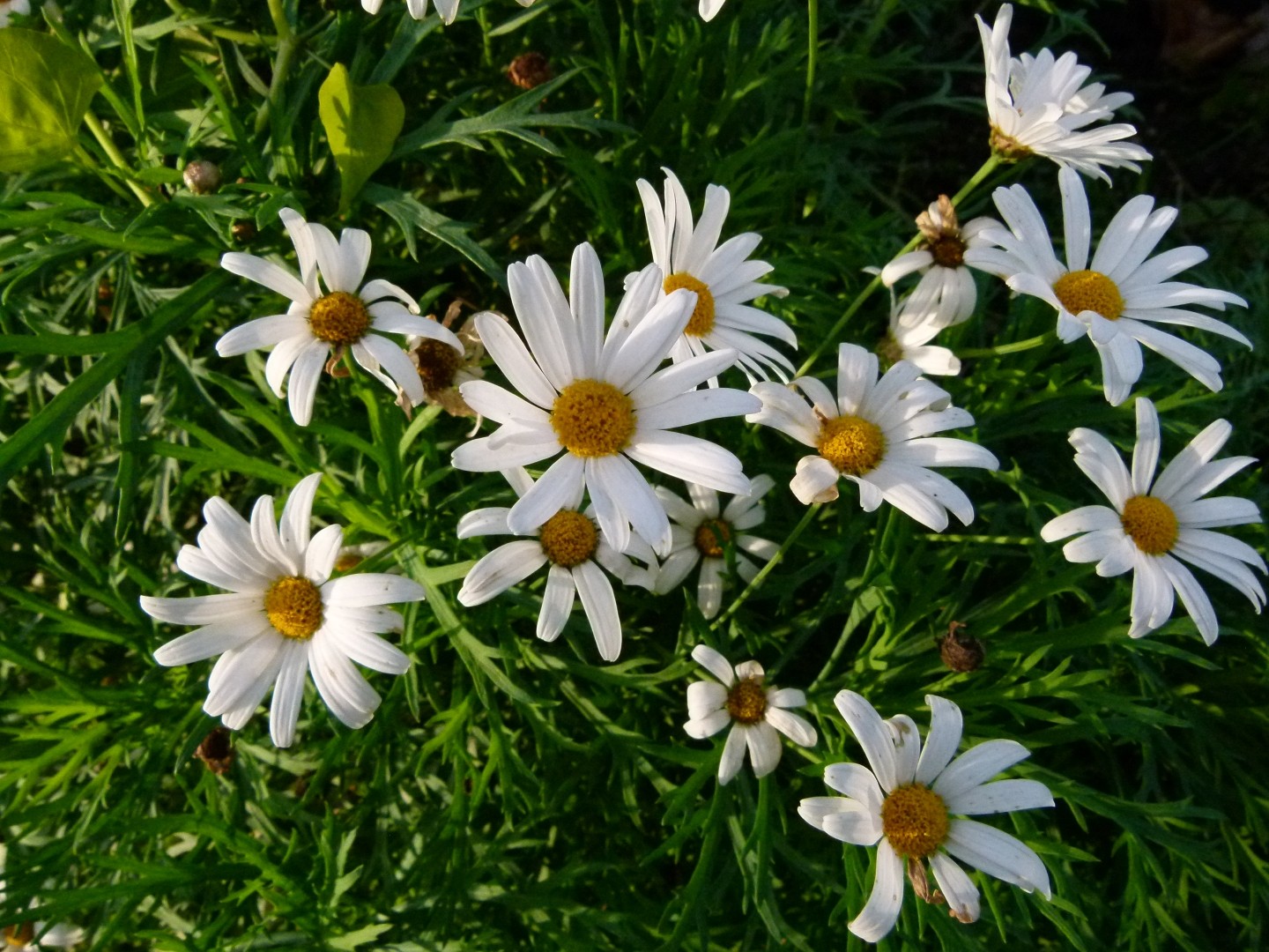 Anthémis maritime (Anthemis maritima) - PictureThis