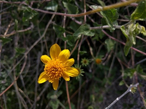 Parish's goldeneye (Bahiopsis parishii) Flower, Leaf, Care, Uses ...