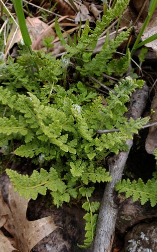 Вудсия эльбская (Woodsia ilvensis) - PictureThis