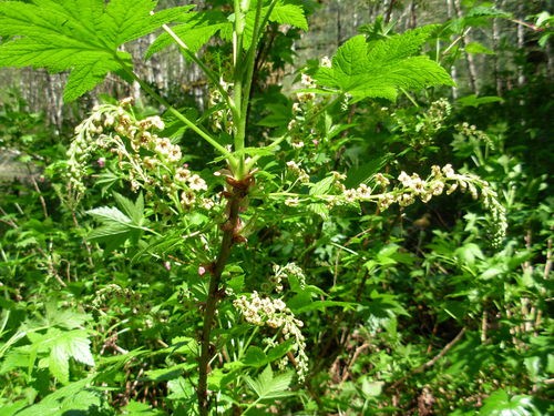 How to Plant and Grow Stink currant(Ribes bracteosum)