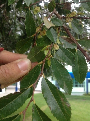 Chinese elm (Ulmus parvifolia) Flower, Leaf, Care, Uses - PictureThis
